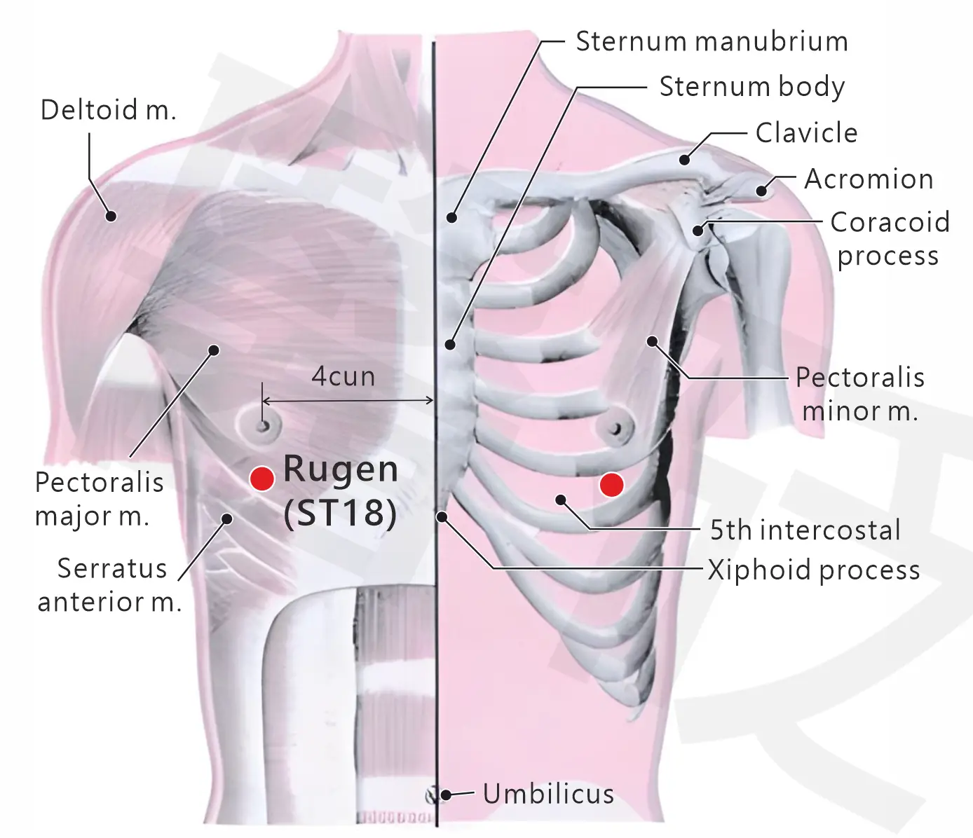 » Acupuncture » Rugen (ST18)